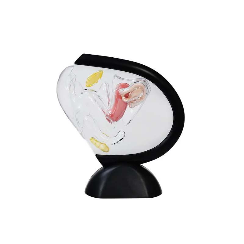 Life Size Female Reproductive Model - Transparent Uterus