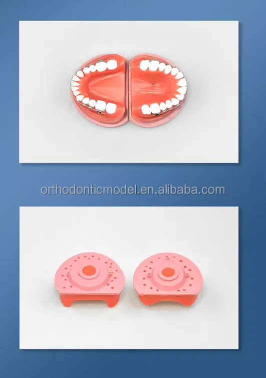 Orthodontic Practice Model Typodont Training Model Wax Gum