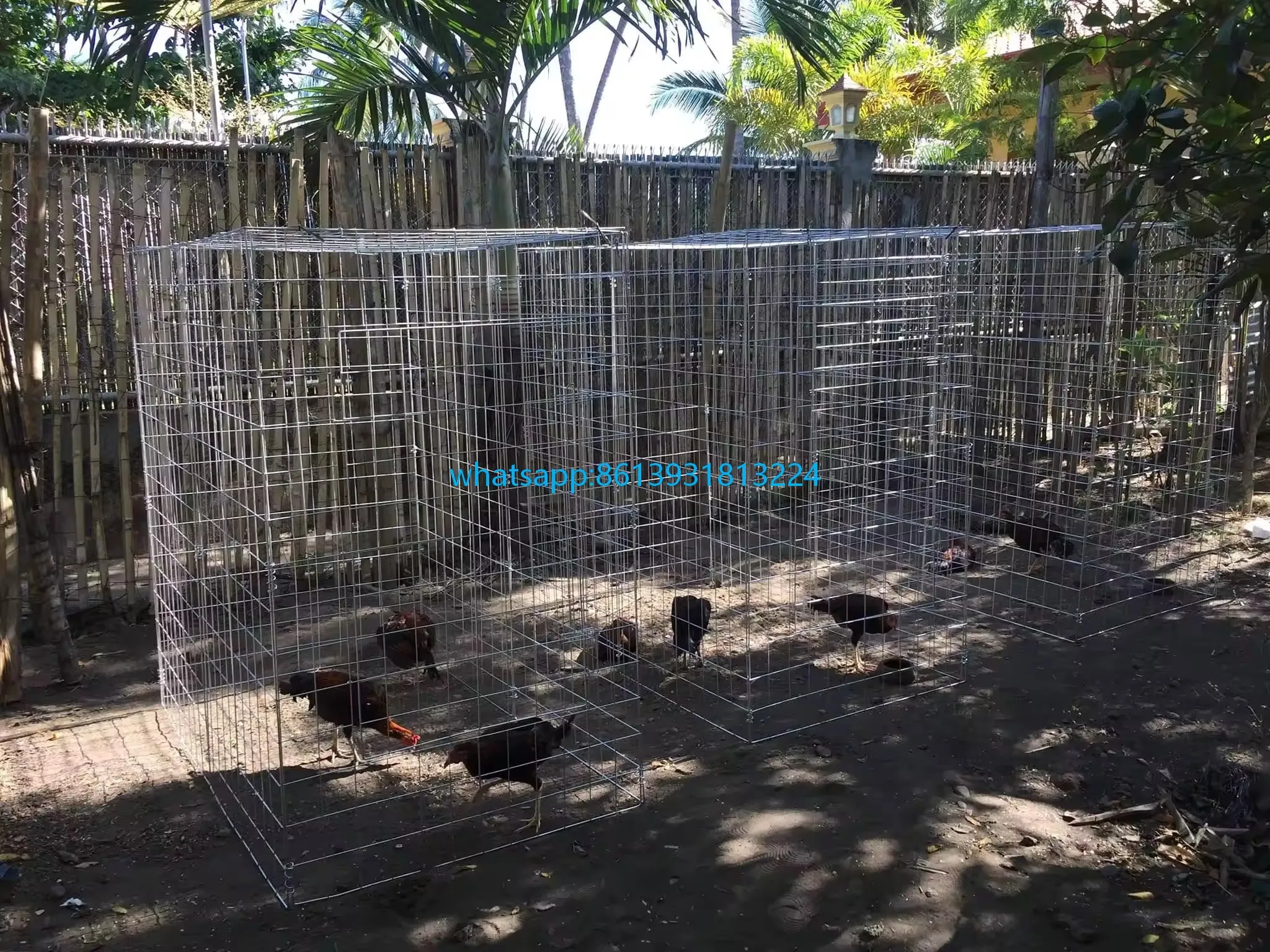 Wire Mesh Chicken & Gamefowl Rooster Show Cages - Durable & Foldable