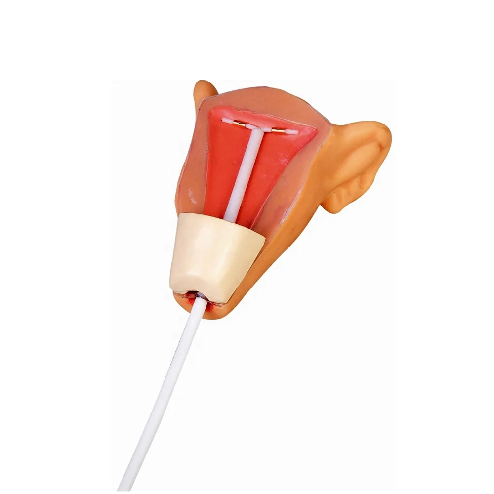 Contraception Simulator Family Plan Teaching IUD Training Model ...