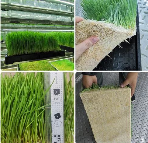 Hydroponic Growing Automated Fodder Hydroponics Sprout Hydroponic ...