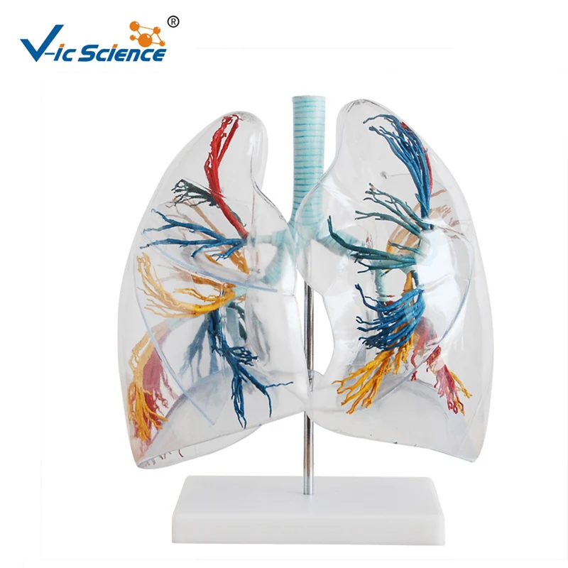 Model Of The Transparent Lung Segment Model Of Human Body Organs Lung ...