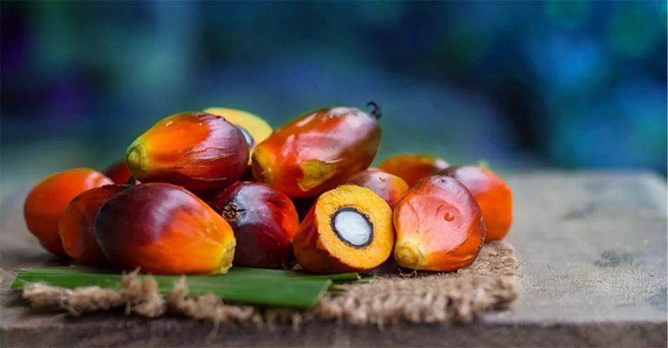 Malaysia Top Brand High Quality Refined Rbd Palm Olein As Frying Oil ...