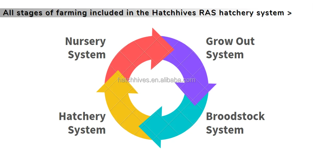 RAS HATCHERY System - Efficient Aquatic Farming Solutions