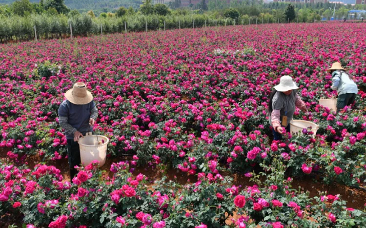 Mei Gui Hua Natural Edible Double Rose Petals Tea Dark Red Rose Flower ...