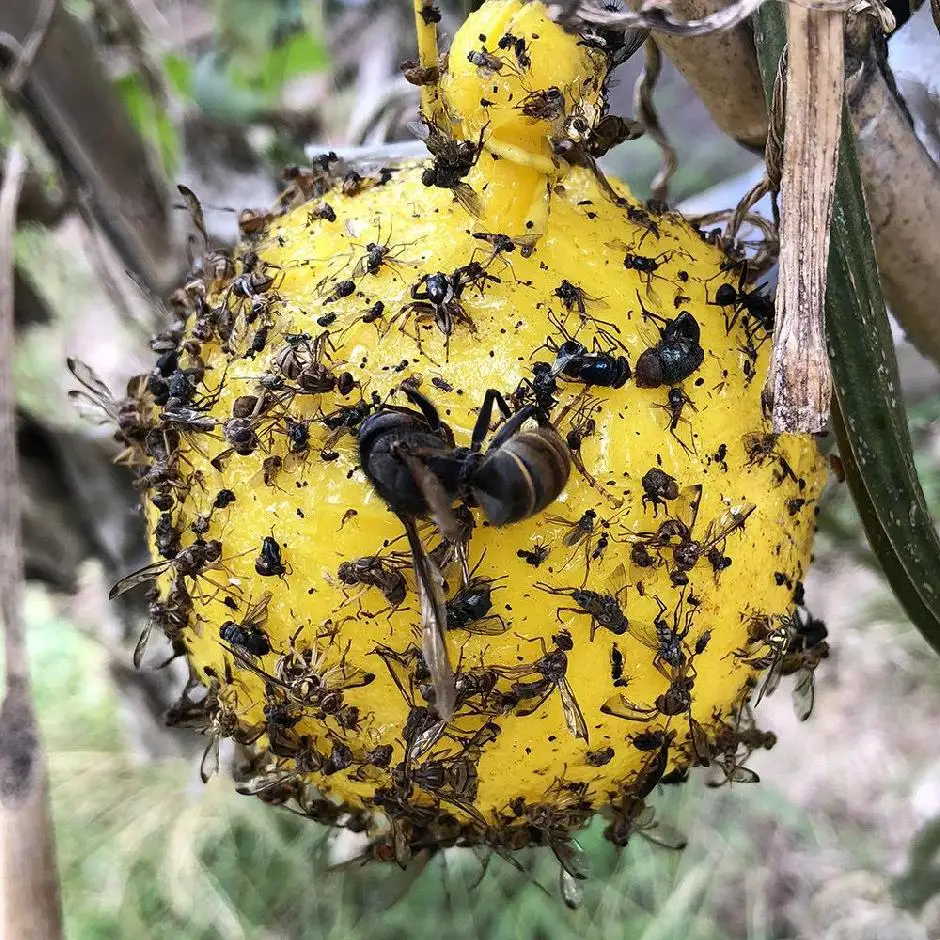 Hot Sale Factory Sales Indoor Outdoor Disposable Yellow Green Fly ...