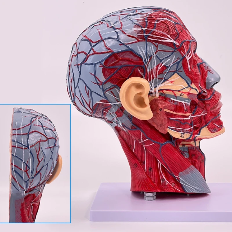 Median Sagittal Section Of The Head Vascularized Nerve Model Head ...