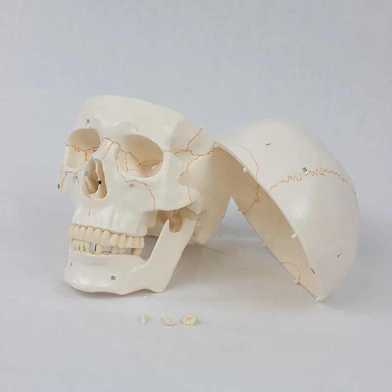 Life Size 3-parts Numbered Skull Model With Full Set Of Teeth Removable ...