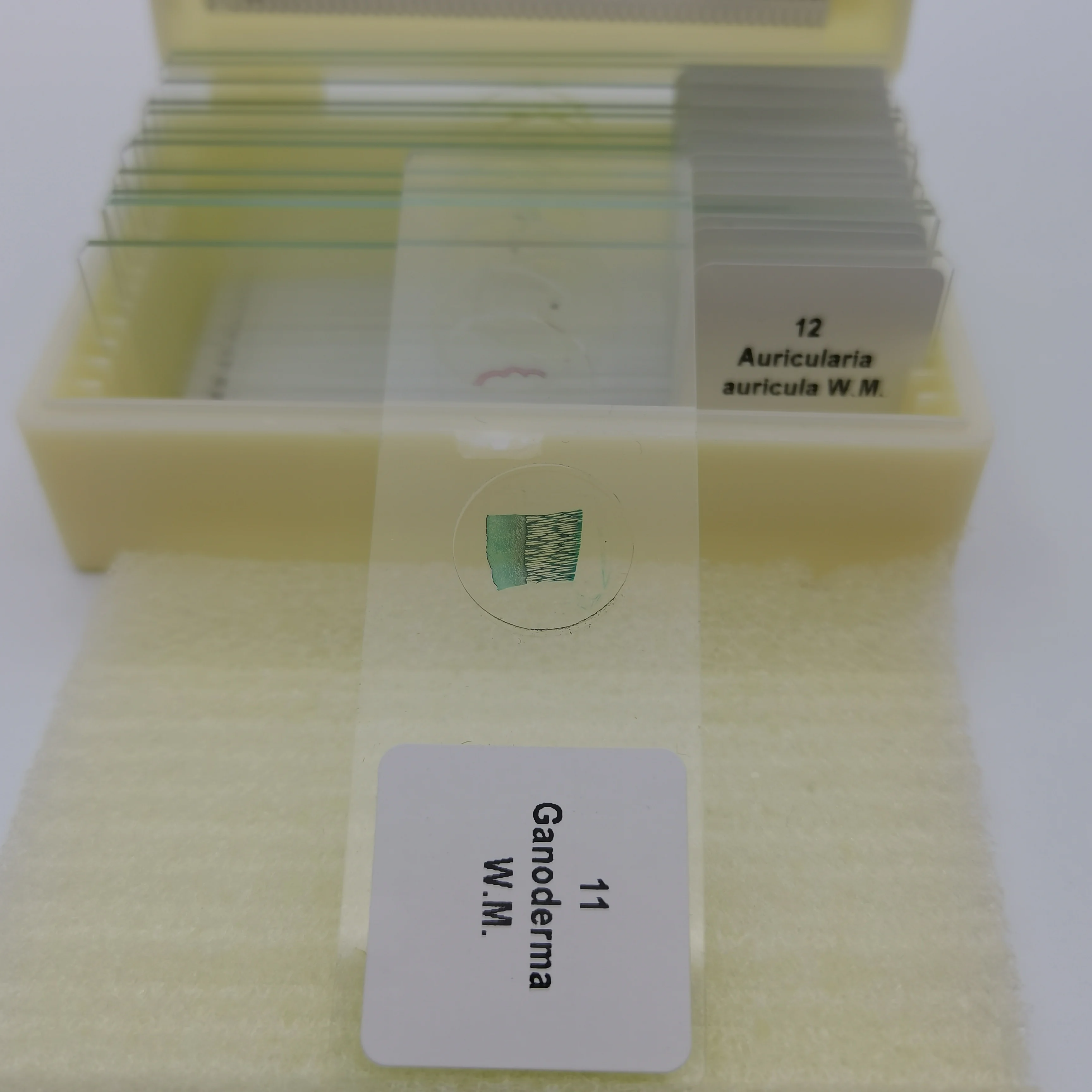 School Supplies 12pcs Set Fungi Prepared Slides Teaching Microbiology ...