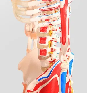 180cm Human Skeleton Model - Perfect for Medical Teaching