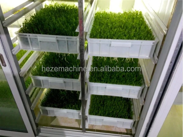 6 Boxes Mungbean Commercial Automatic Mung Bean Soy Bean Sprouts ...