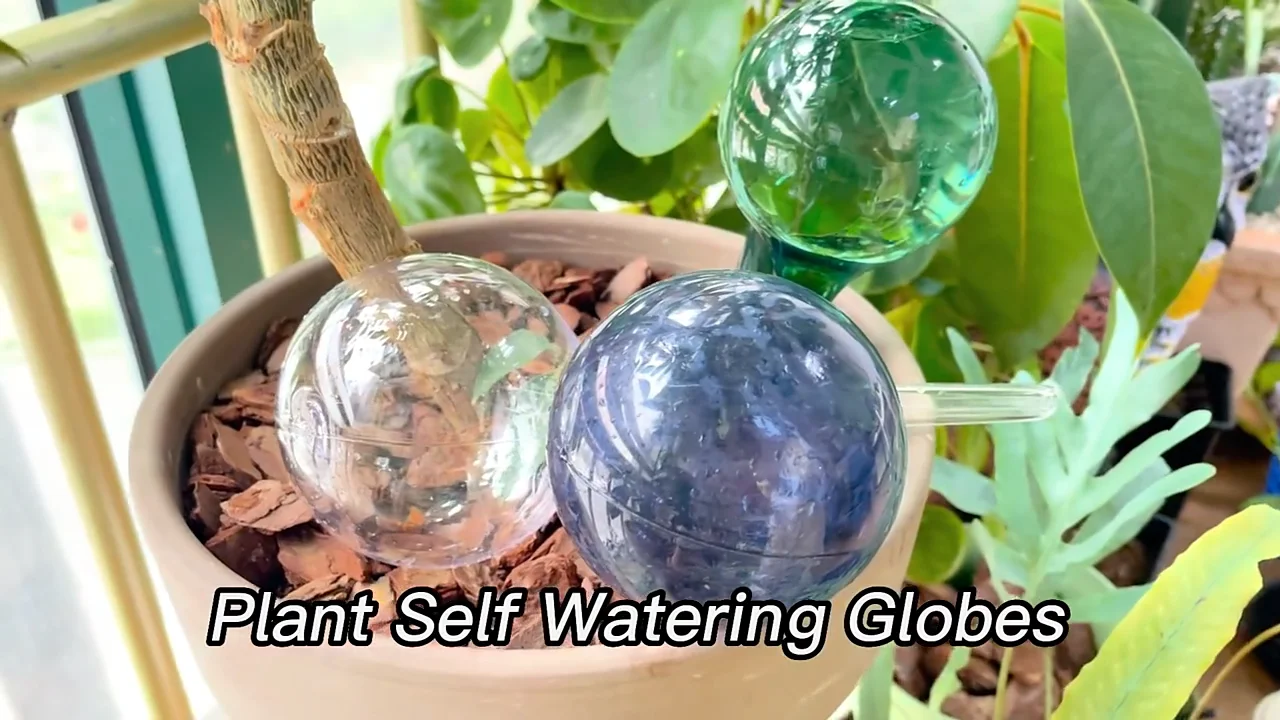 Deepbang Plant Clear Self Watering Globes Automatic Water Balls Device ...