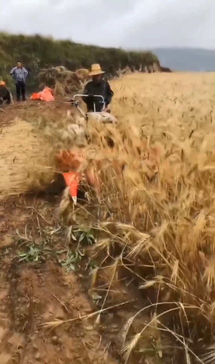 Walking Tractor Mounted Mini Harvester Rice Wheat Reaper ...