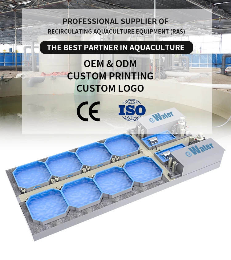 Aquaculture Ras System Salmon Aquaculture Ras for Aqua Fish Farming