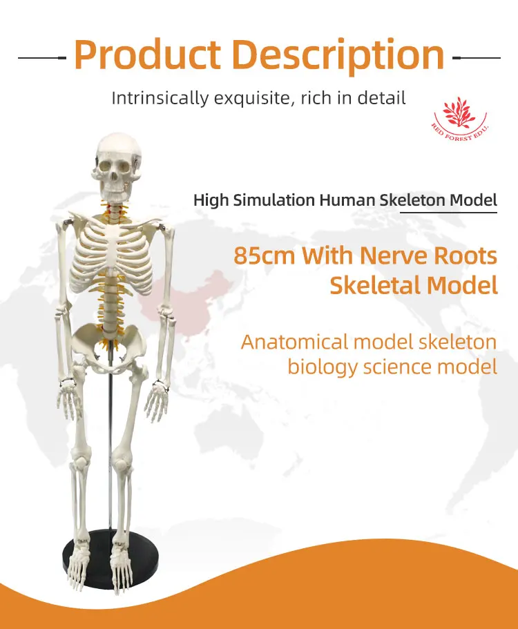 Human Skeleton Model 85CM Plastic Toys TolBest Selling Model FRT005 ...