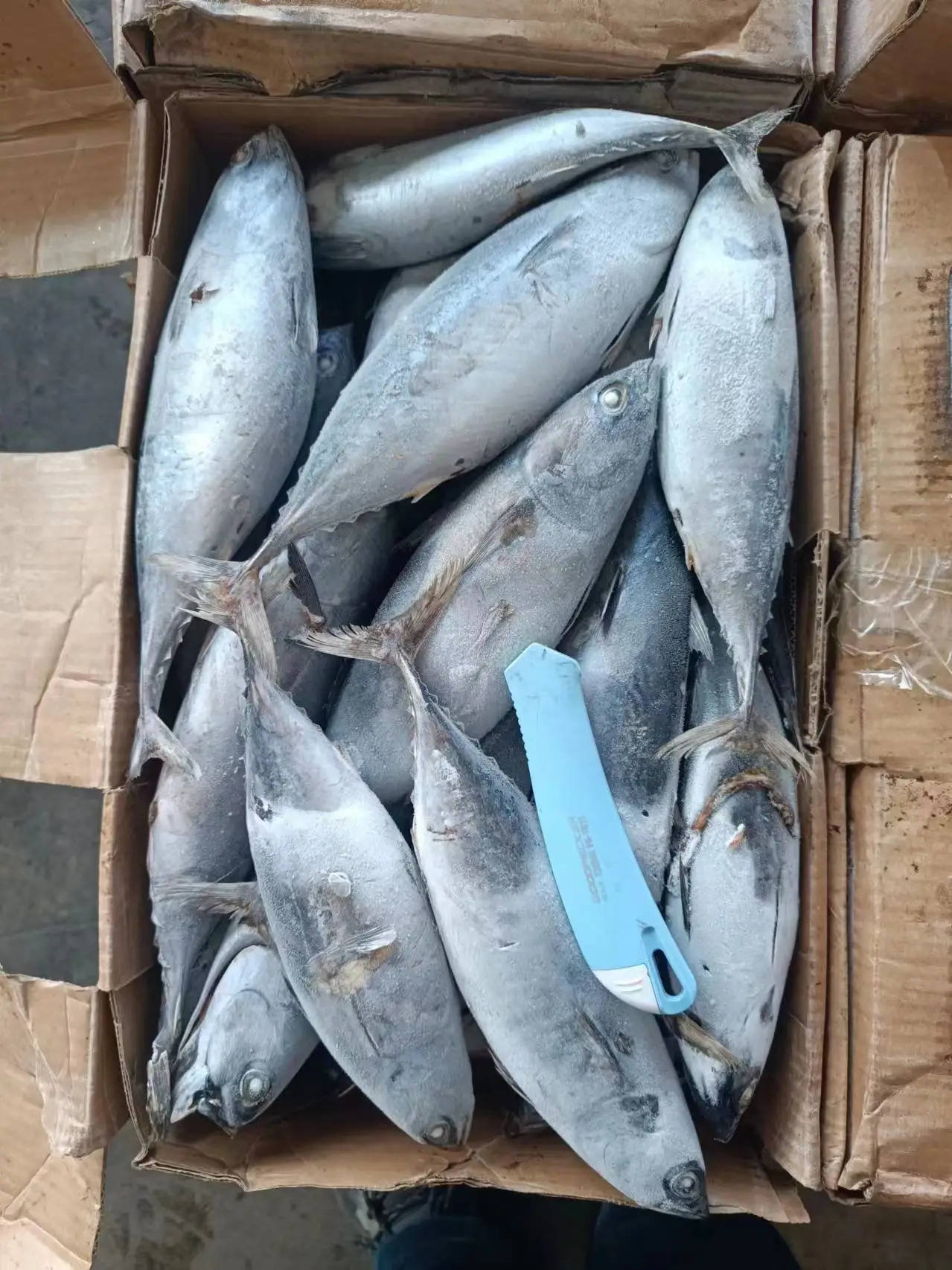 300-500g Auxis Thazard Frozen Whole Bonito For Ghana - Buy Bonito ...