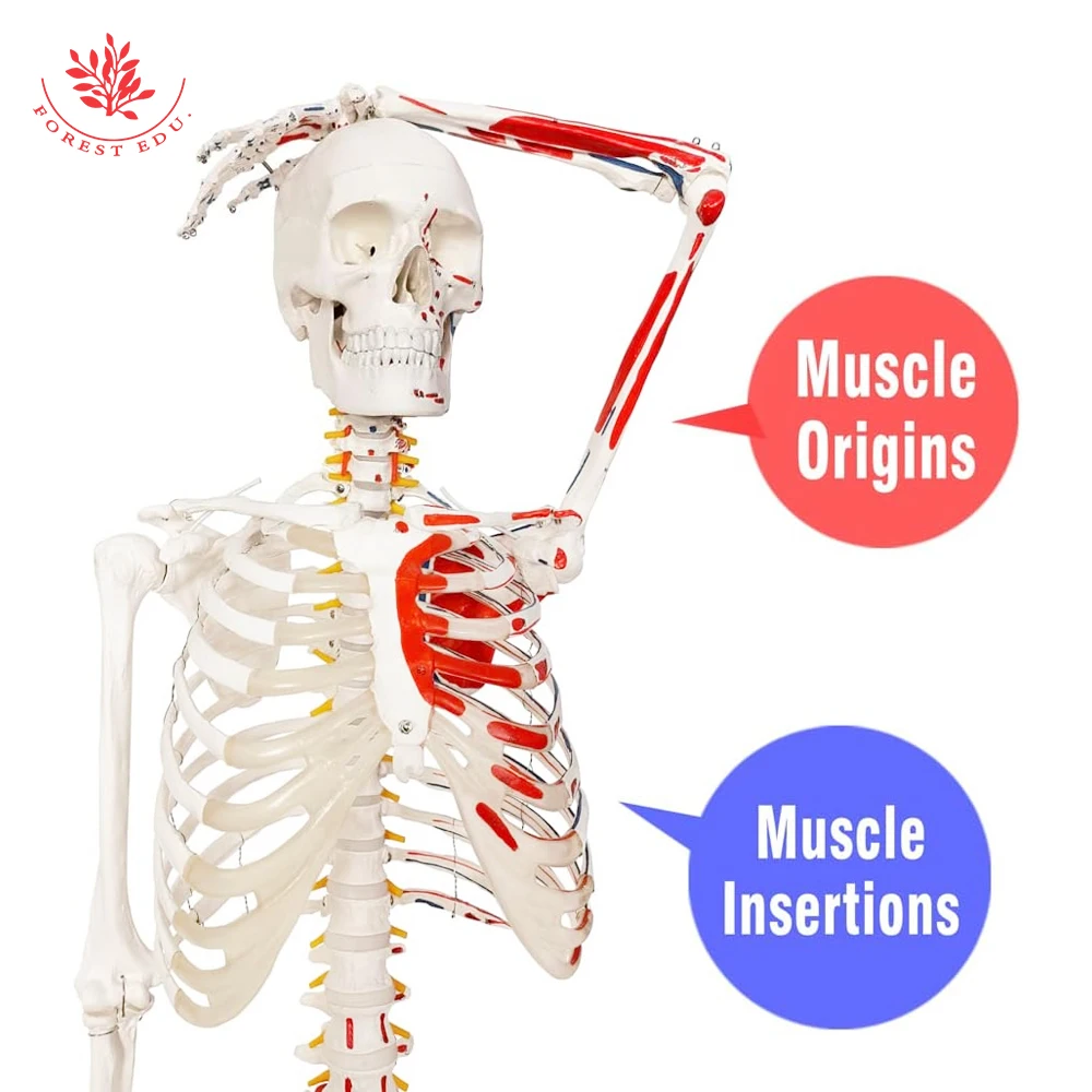 Anatomy Human Skeleton Model W/Half Side Muscle Painted FRT002A ...