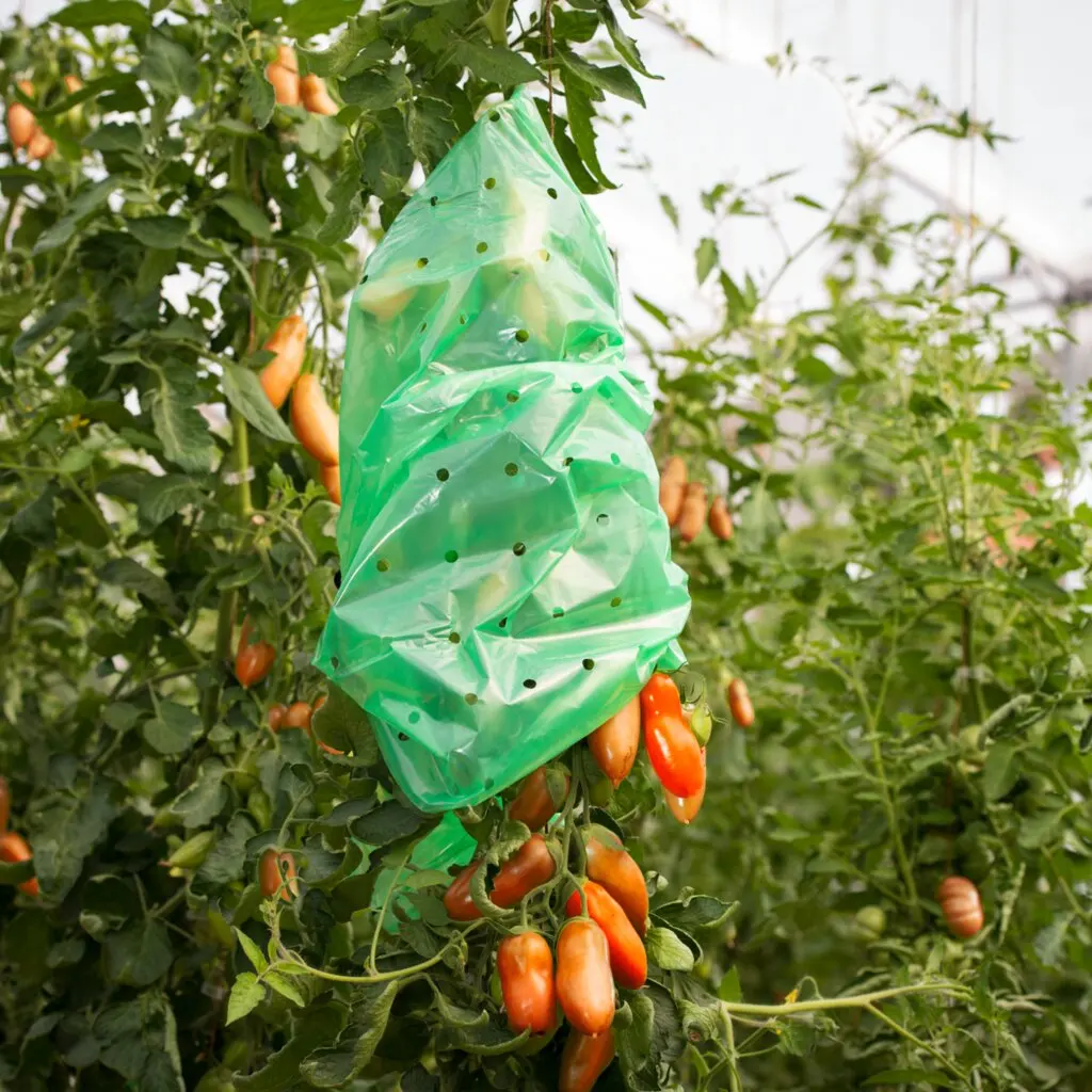 Garden Green Plastic Tomato Tube Film With 1cm Holes - Buy Plastic ...