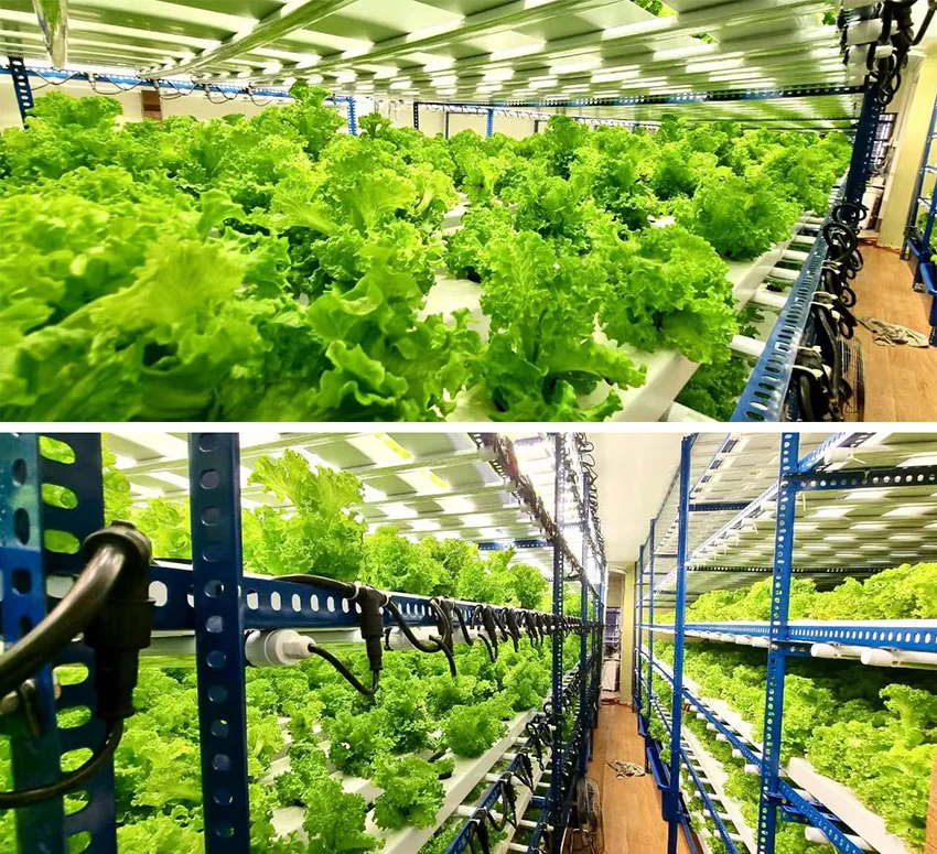 Full Spectrum LED Tubes - Efficient Grow Lights for Veg & Bloom