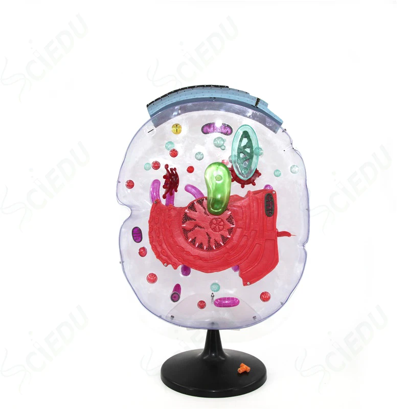 Educational School Anatomy Plant Cell Model Biology Teaching Resource ...