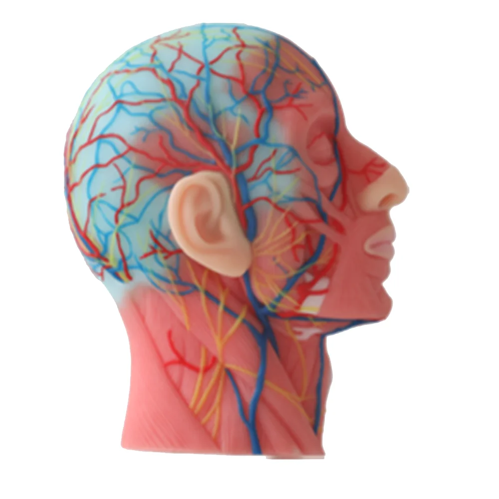 Life Size Medical Teaching Aid Head Model Anatomy Medical Science Head ...