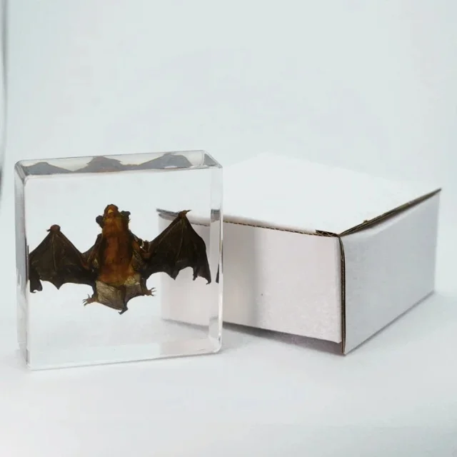 Bat Specimen Embedded in Lucite Block - Perfect for Learning