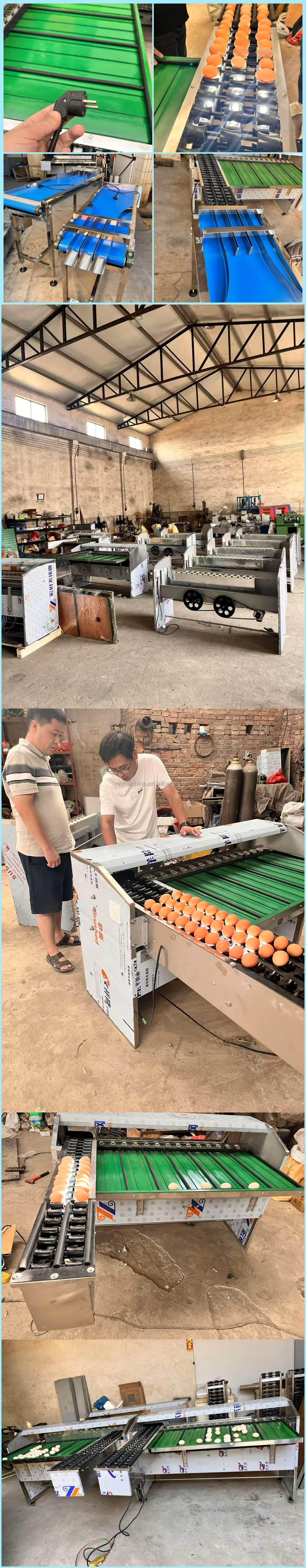 NP Brand Egg Grader and Candler Egg Sorting Machine 5400 Egg Grading ...