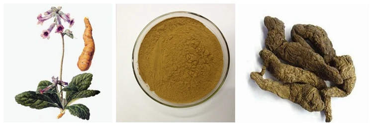 Youth Biotech Rehmannia Chinensis Root Extract - 4:1, 10:1, 20:1