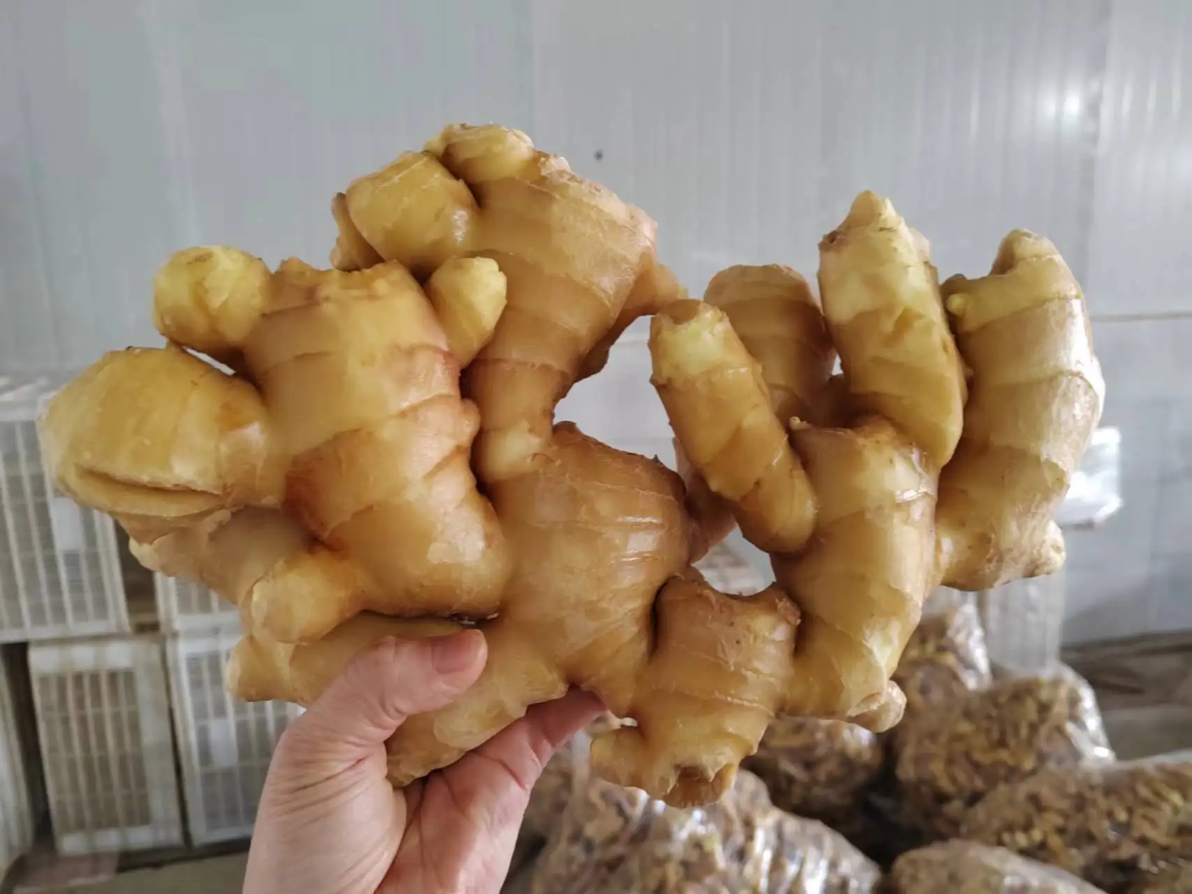 Top Quality Fresh Dried Ginger China Ginger Wholesale Price Organic ...
