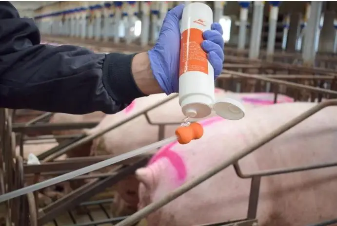 Musyder OEM Disposable Sow AI Catheter - Reliable Insemination