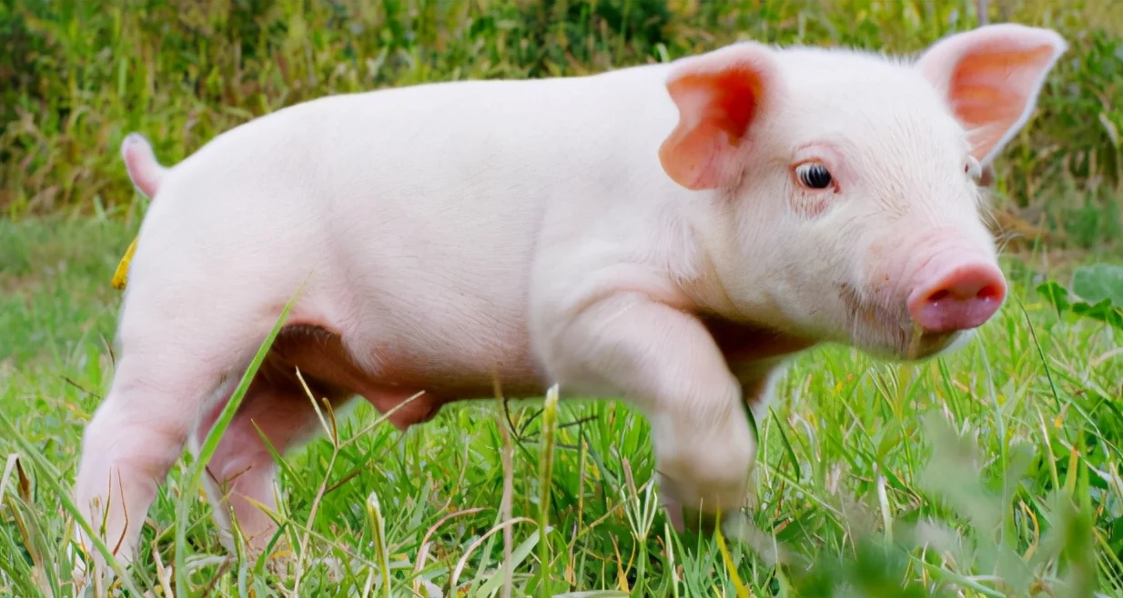 Piglet Feed Grade Trace Element Premix Animal Trace Mineral Element ...