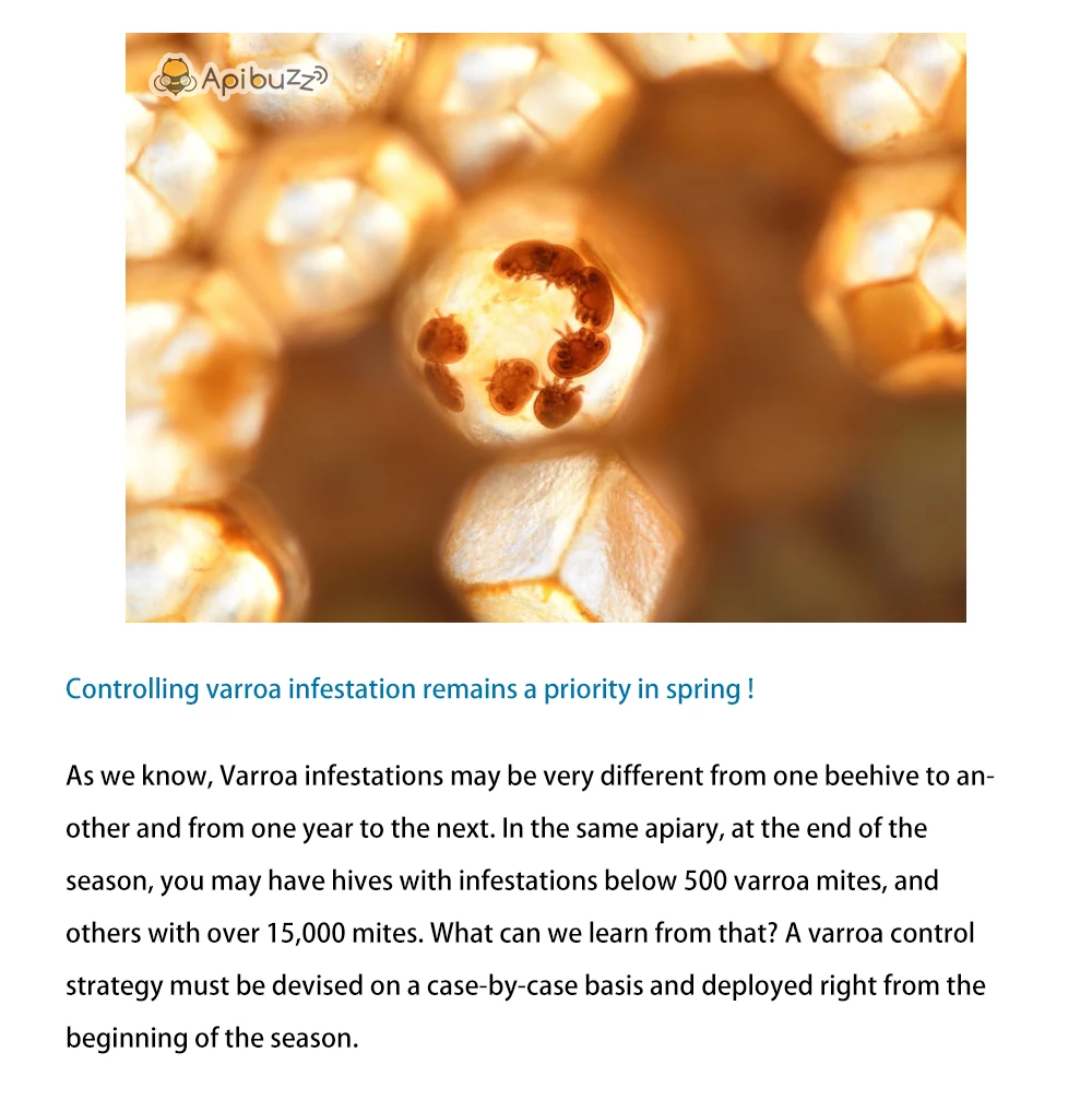 Varroa Infestation Check Varroa Mite Test Sugar Roll Mite Test ...