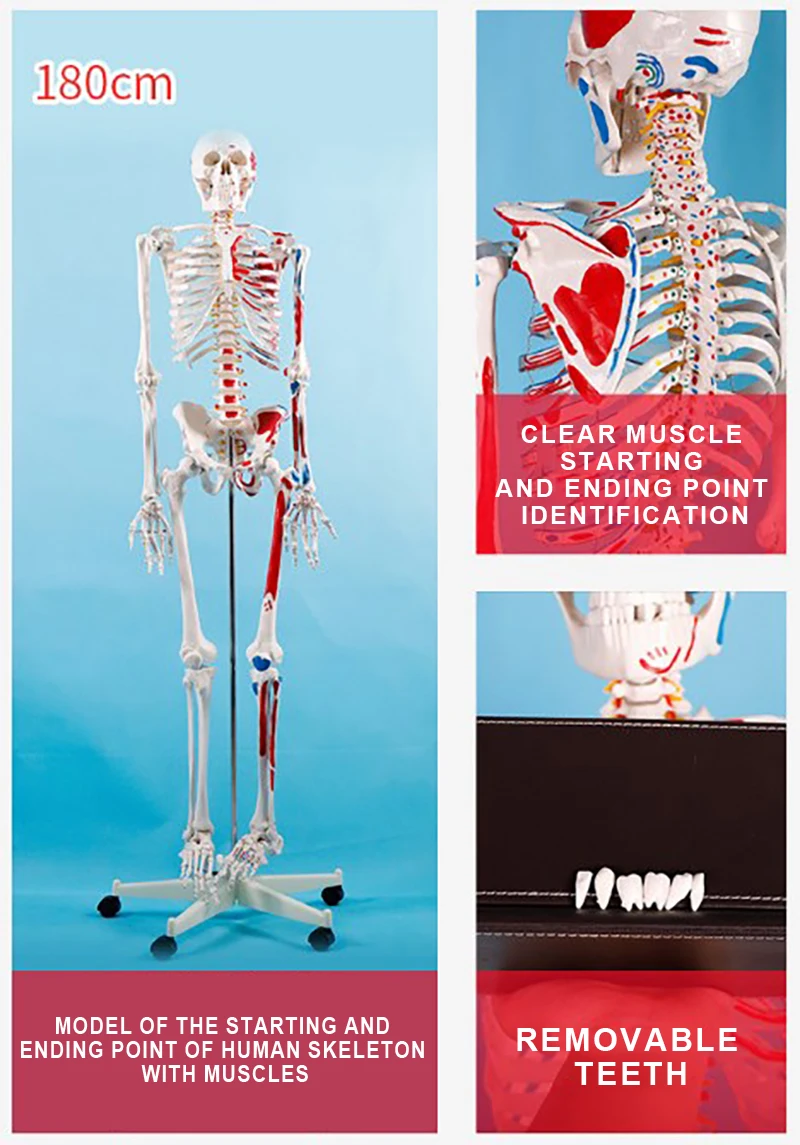 Unbreakable 180cm Life-Size PVC Adult Plastic Human Skeleton Model for ...