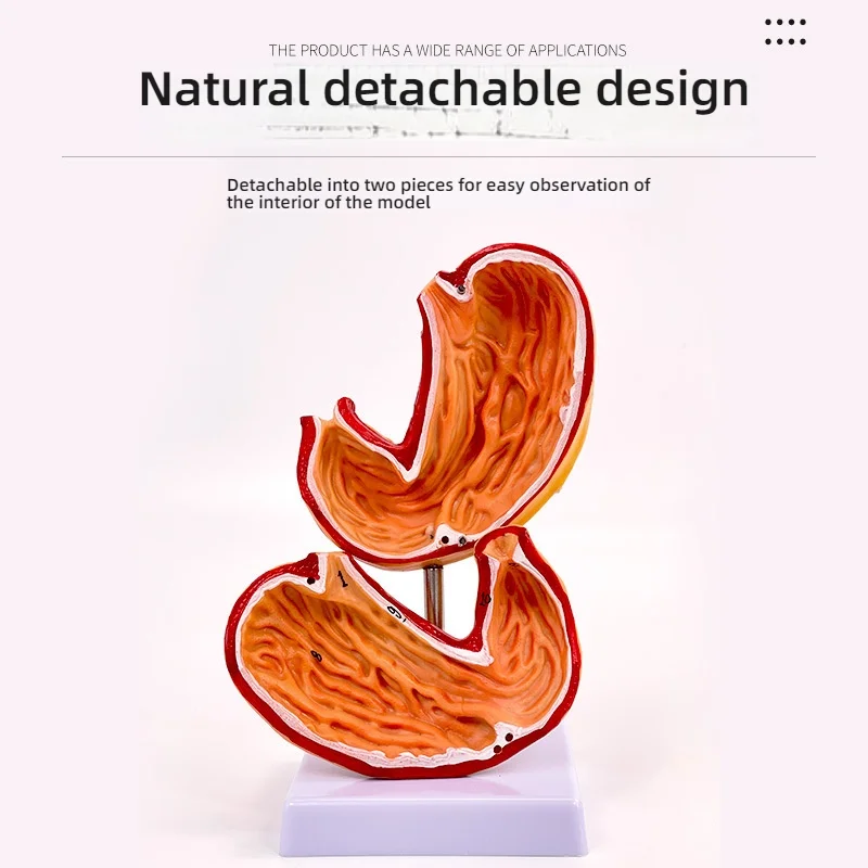 Life-Size PVC Stomach Anatomy Model Medical Education and Training ...