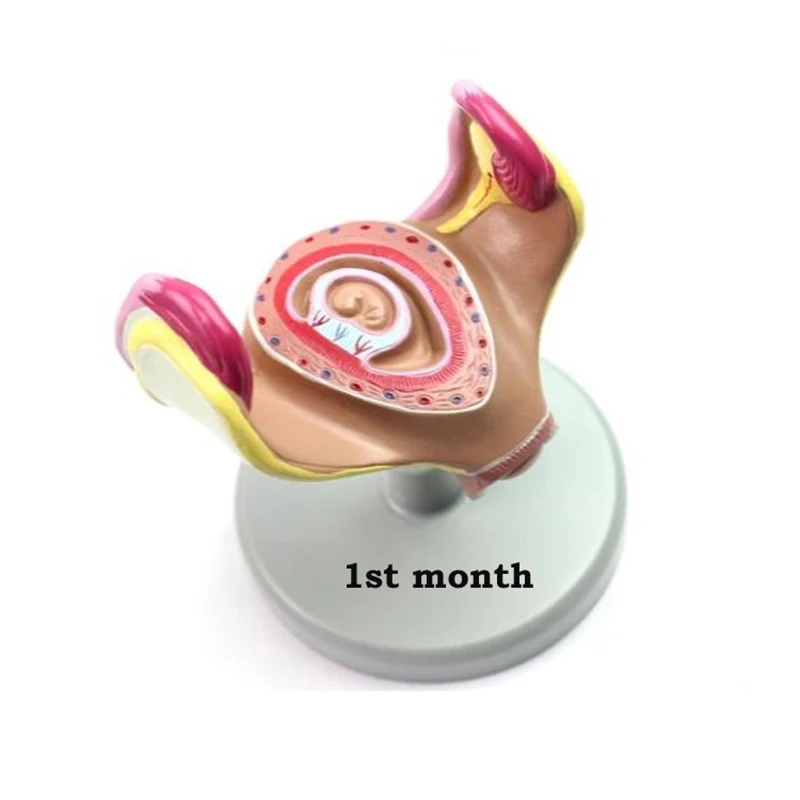 Medical PVC Simulation Training - Fetus Development Models