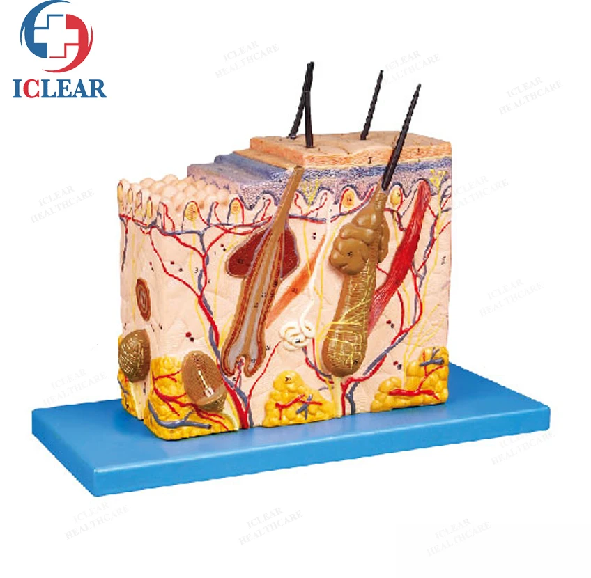 3D Skin Anatomy Model - Advanced Training Tool for Medical Science