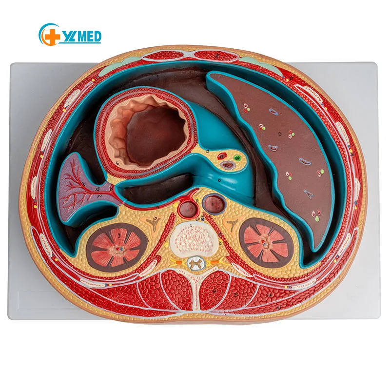 Abdominal Cross Section Anatomy - Medical Teaching Model
