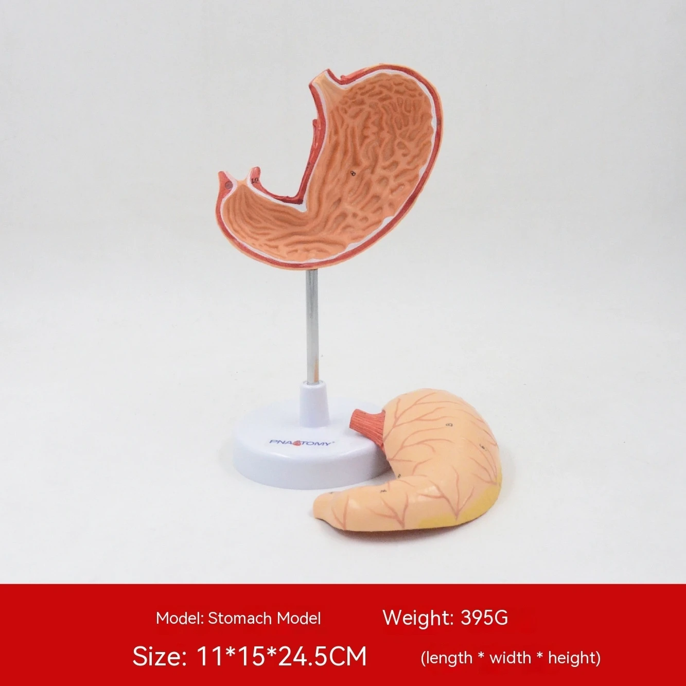 Detachable stomach model Stomach anatomy human organs teaching model ...