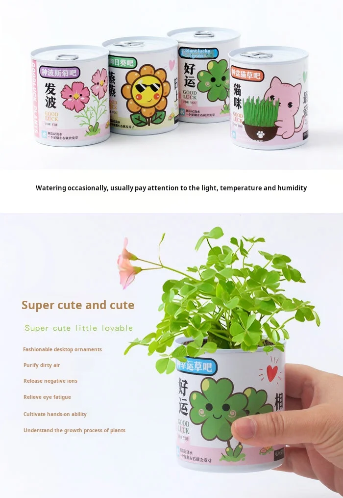 Mini Desktop Green Plants - Fun and Easy Indoor Gardening