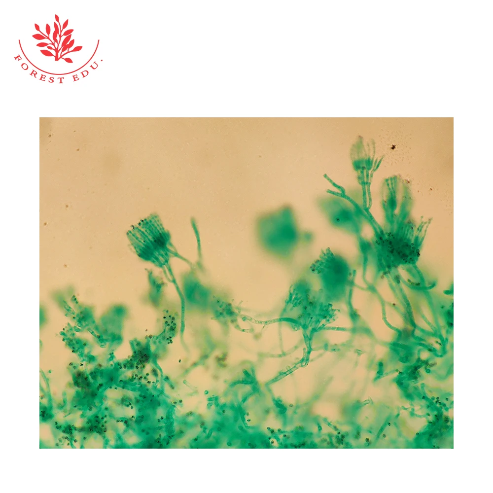 Forest Biology Teaching Penicillium Microscope Slide Microbial And ...