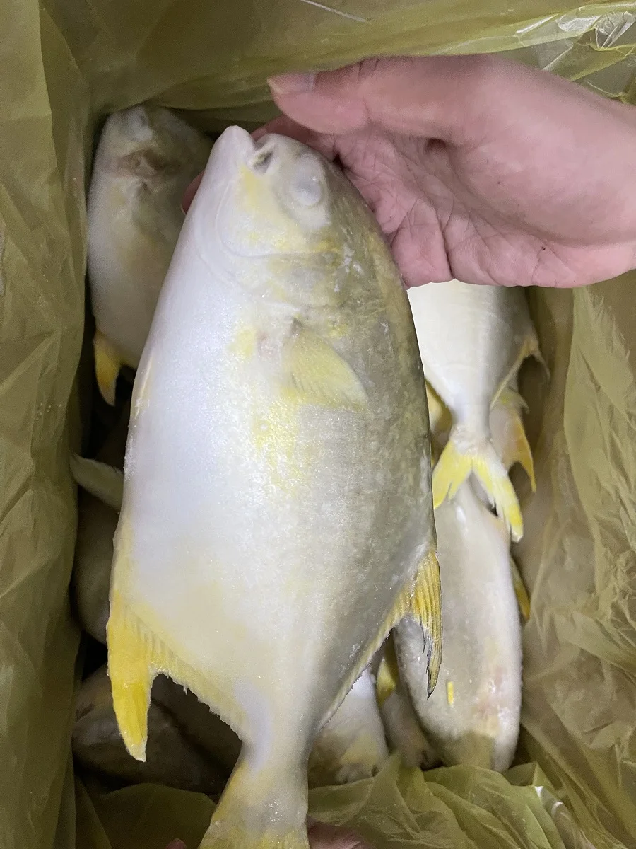 Wholesale Frozen Fish Golden Pomfret Whole Round Pompano Origin China ...