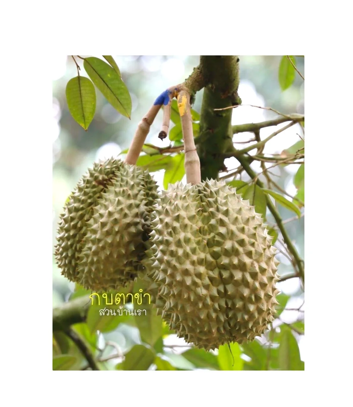 Hot Seller Thailand Durian Fruit From Thaialnd Farm Natural Ingredient ...