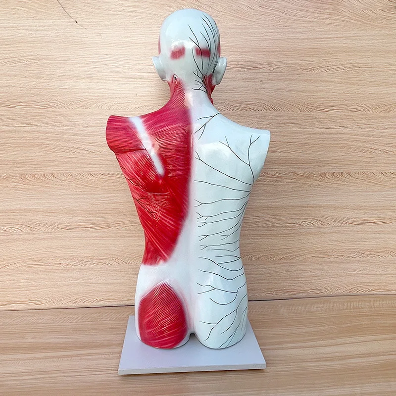 Anatomical Model of Lymphatic System of Whole Body Deep Lymphatic ...