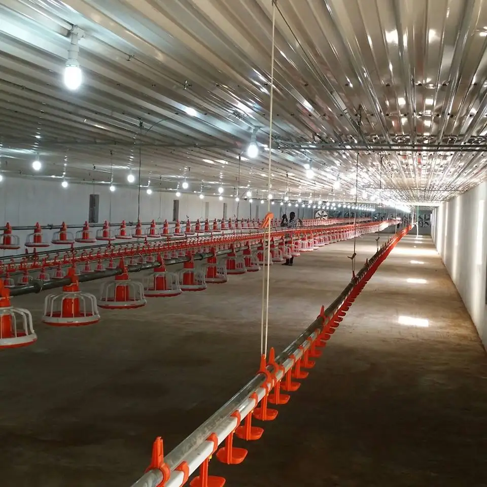 Automatic Auger Pipe For Chicken Broiler Poultry Feeding System Poultry ...