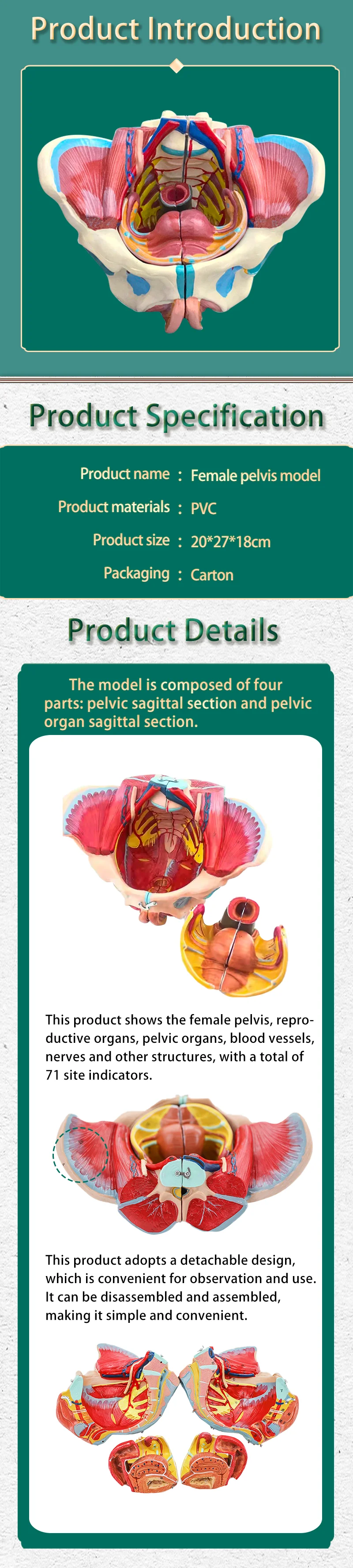 Female Pelvis Model - Detailed Anatomy for Medical Training