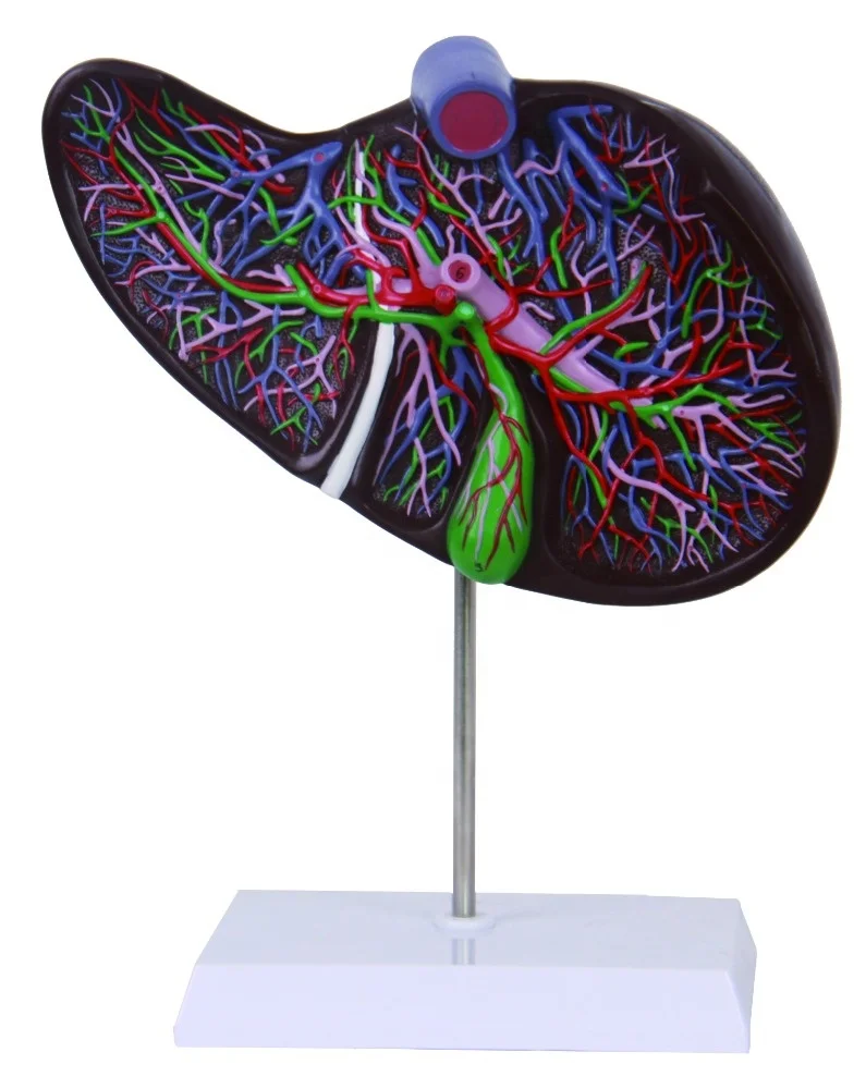 Medical Science Teaching human liver model for teaching| Alibaba.com