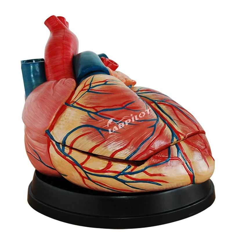 Medical Anatomy Heart Model - Educational 3D Demonstration