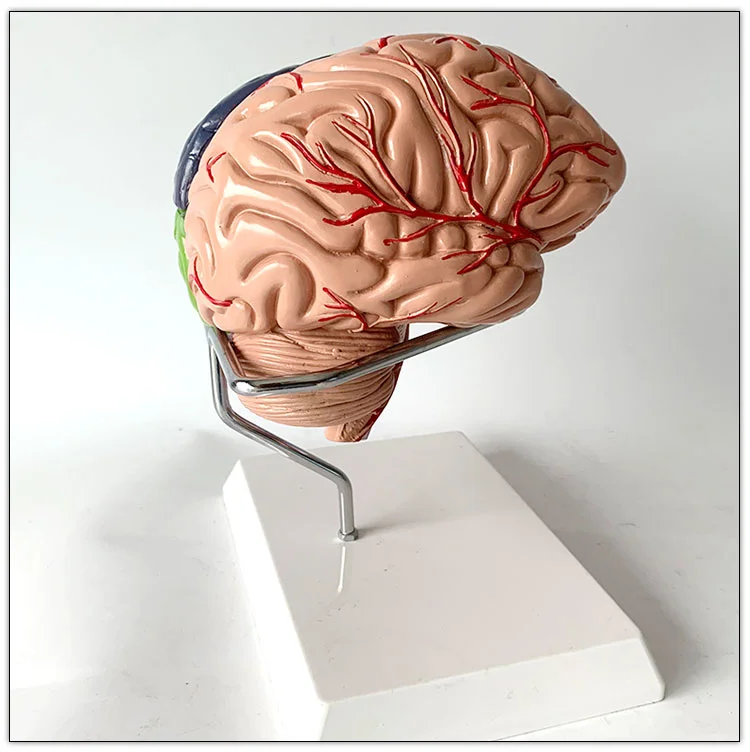 Medical Science Human Brain Model Color Division Function ...
