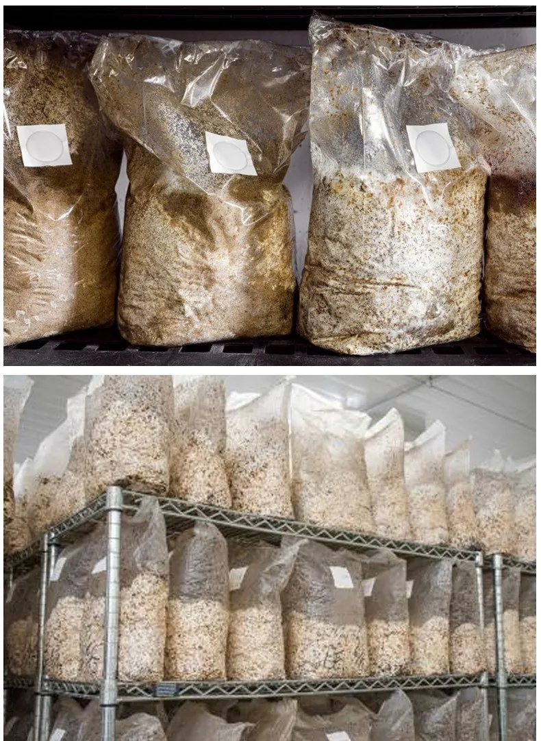 Commercial Mushroom Growing Bag Mushroom Spawn Bags Mushroom Bagging ...