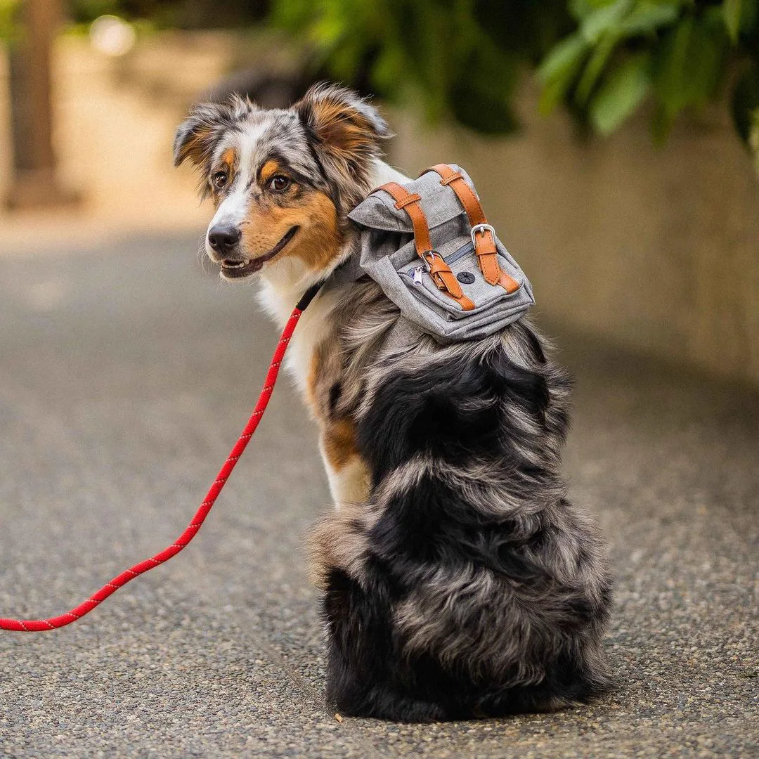 Cute Pet Backpack - Large-Capacity Dog Snack Bag
